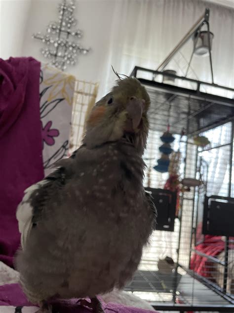 Bjorb Rcockatiel