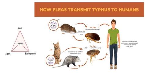 Murine Typhus Presentationmurine Typhus Is A Flea Borne Illness Caused By The Bacterium