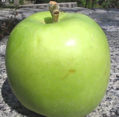 Adam S Apples Mutsu Crispin Mitsu