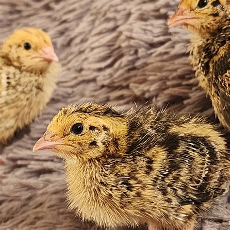 Quail Live Coturnix Button And Bobwhite Quail Quail Supplies Quail