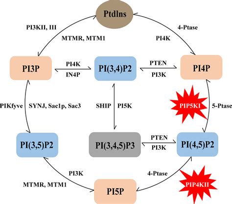 Frontiers Lipid Kinases Pip5ks And Pip4ks Potential Drug Targets For