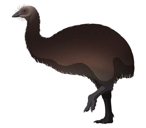 Elephant Bird Nix Illustration