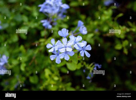 Plumbago Auriculata Cape Leadwort Cape Leadwort In The Garden Blue