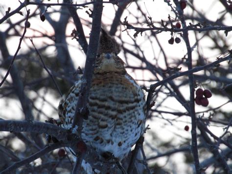 Cherry Bird By Stickdead On Deviantart