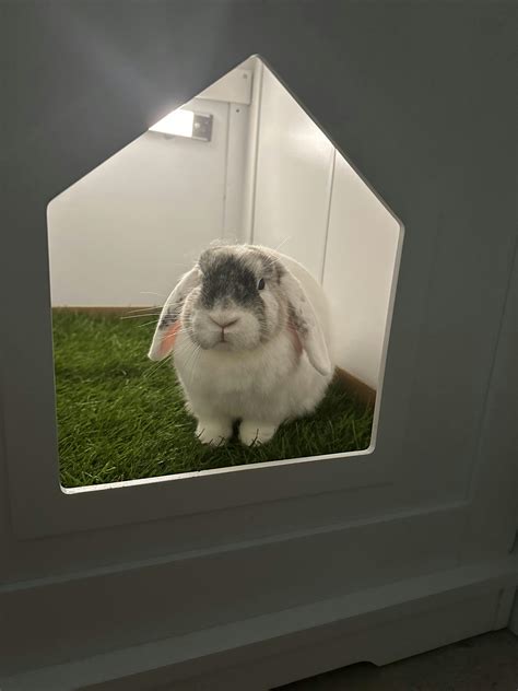 Fresh Patch Puppy Grass Pads Pack