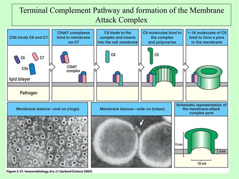 Ppt 1 Complement System 2 Antigen Specific Receptors Powerpoint Presentation Id 5045106