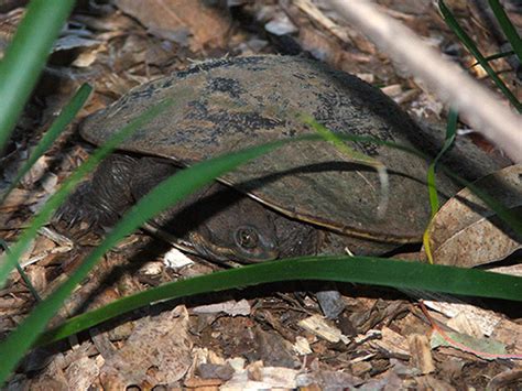 Eastern Long Necked Turtle Wildlife Mountain Australia