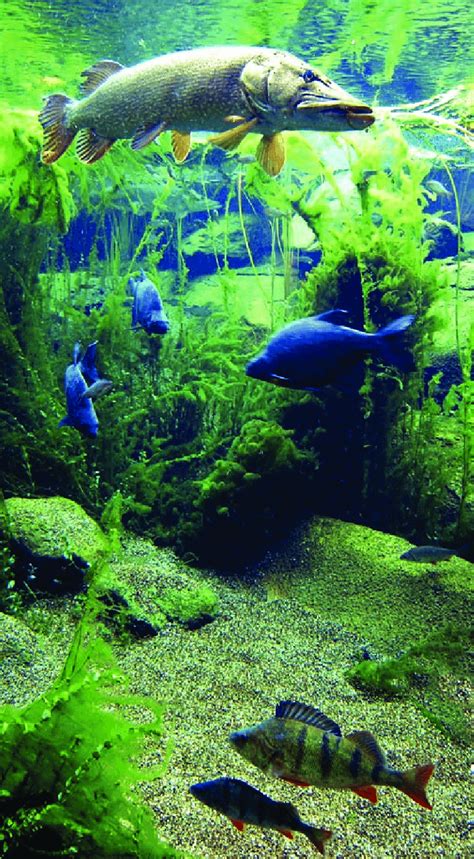 Common Freshwater Fish Pike Above Bream Centre And Perch Below