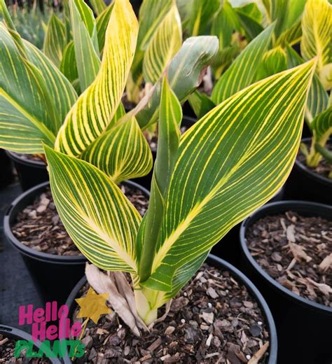 Canna Lily Tropicanna Gold Hello Hello Plants