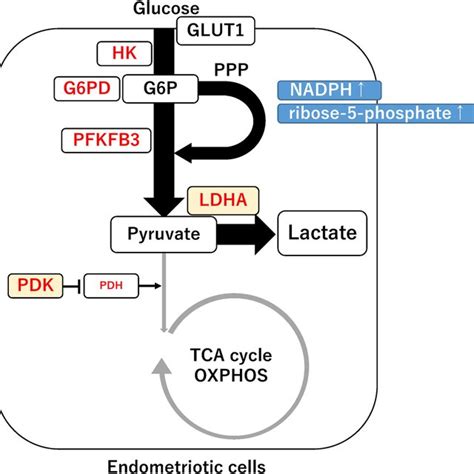 Metabolic Reprogramming In Endometriosis Red Letters Indicate