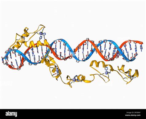 Simple Ribosomal Rna Structure