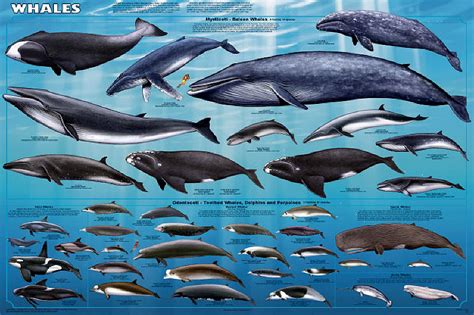 Species Of Whales