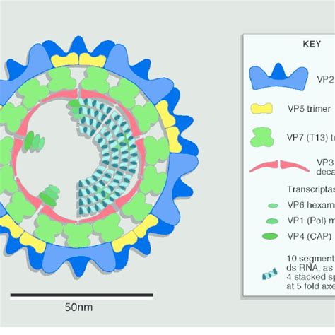 Diagram Of Orbivirus Structure Figure Published In Virus Taxonomy