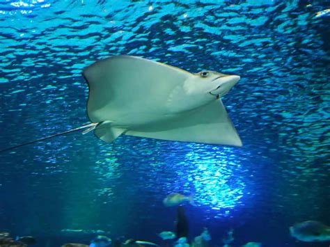 Gallery Angkor Wildlife And Aquarium
