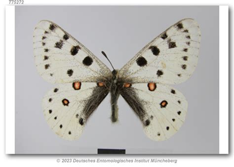 Parnassius A Apollonius Type Specimens