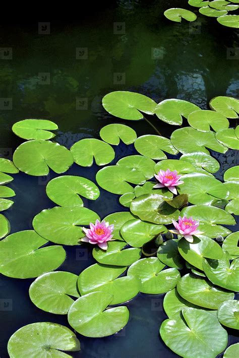 Growing Lily Pads In Ponds At John Richard Blog