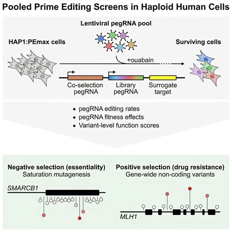 Pooled Prime Editing Mass Screening Of Genetic Variants Can Clarify