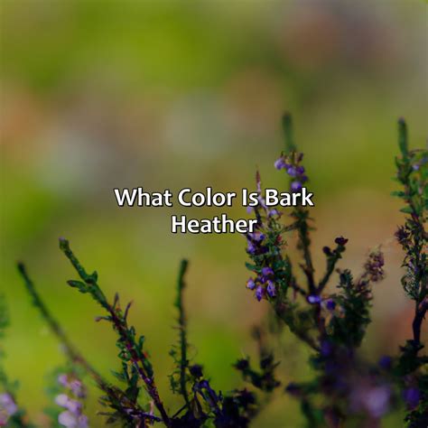 What Color Is Bark Heather