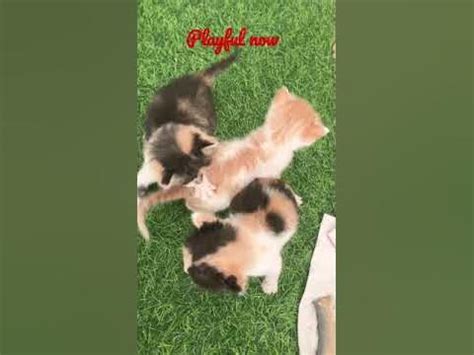 Playful Now Kittens Enjoying Playing Now 4th Week Running Youtube