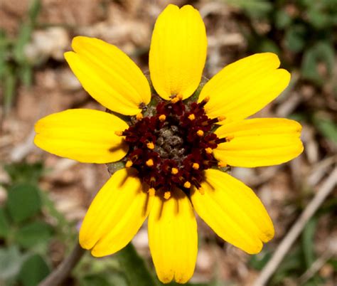 Chocolate Flower Seeds Berlandiera Lyrata