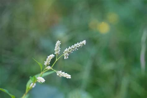 Swamp Smartweed Lake Restoration