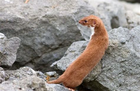 2 Types Of Weasels In Nebraska With Pictures And Identification