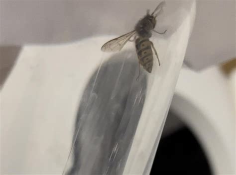 Is This A Wasp R Whatsthisbug