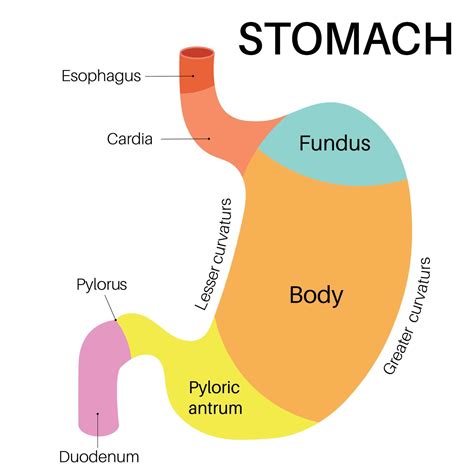 Section Of The Stomach 48074100 Vector Art At Vecteezy