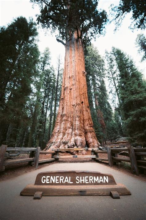 General Sherman Tree The World`s Largest Tree By Volume Sequoia