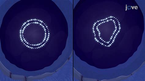 Video Assessment Of Cornea And Tear Smoothness In An Autoimmune Dry