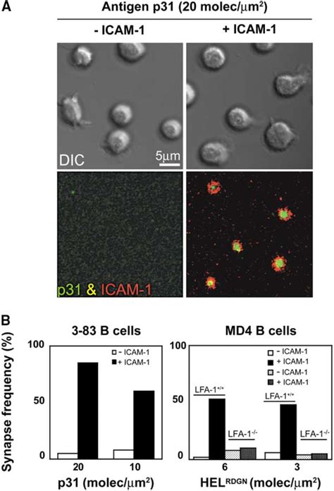 Figure 5 From Lfa 1icam 1 Interaction Lowers The Threshold Of B Cell Activation By Facilitating
