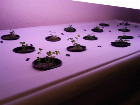 Simple Hydroponic System 5 Steps Instructables