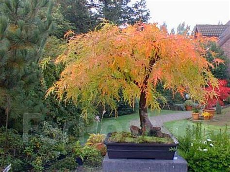 КЛЕН декоративный, новый, в наличии. Цена: 2 700₽ во Владивостоке