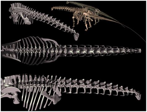 Archosaur Vertebral Morphology Varies Smoothly Along The Axial