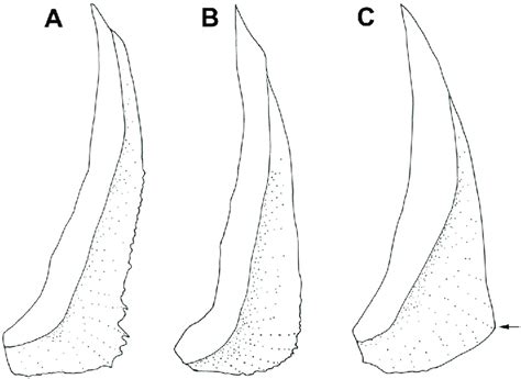 Comparison Of Preopercle Shape In Polymixia A P Lowei Uf 44346