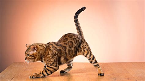 Rabo Do Gato O Que Essa Linguagem Quer Dizer Sobre Os Felinos