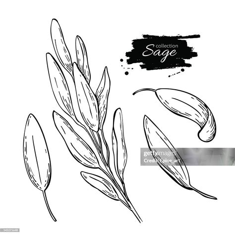 Sage Vector Drawing Set Isolated Sage Plant With Leaves Herbal High Res