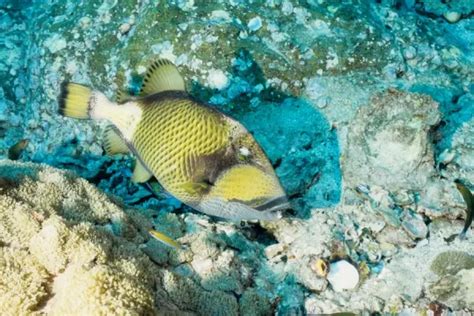 Titan Triggerfish Balistoides Viridescens Our Beautiful Wall Art And