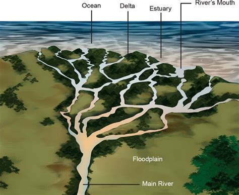 Estuary