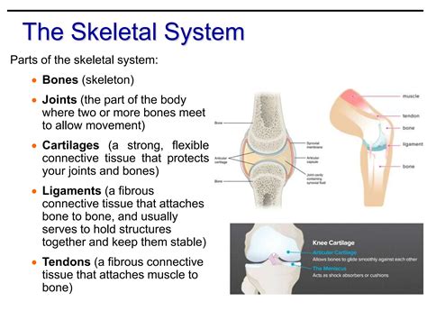 The Skeletal System The Functions Of Bone Classification And