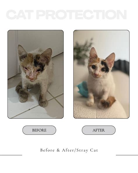 Before And Afterstray Cat Album On Imgur