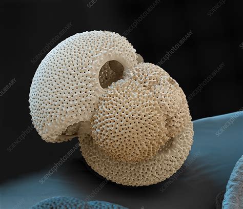 Foraminiferan Shell Sem Stock Image C0522852 Science Photo Library