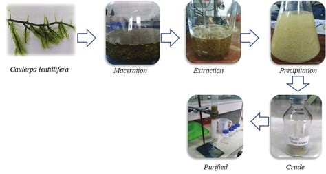 Flow Chart Of Sulfated Polysaccharide Extraction From C Lentillifera Download Scientific Diagram