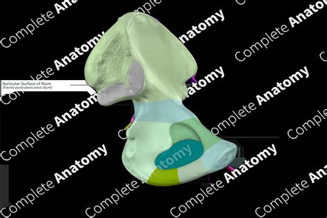 Facies Auricularis Transitional Andor Supernumerary Vertebra In