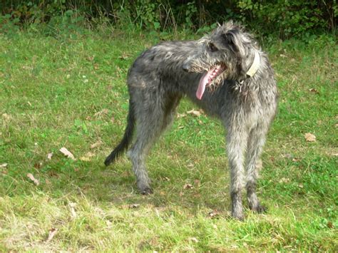 Gassi Geh Service Für Einzelhunde Gabis Hundeschule