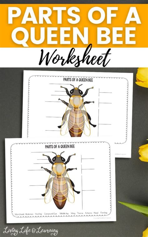 Parts Of A Queen Bee Worksheet