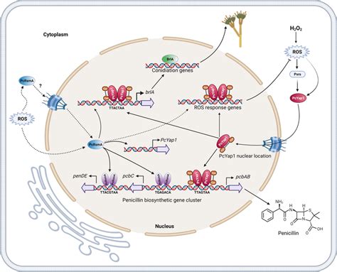 Proposed Model For The Regulation Of Penicillin Biosynthesis And Download Scientific Diagram