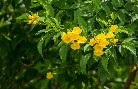 Premium Photo Tecoma Stans Tree In Garden