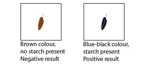 Aqa Gcse Testing A Leaf For Starch Biology Science Worksheets