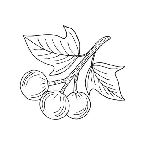 30 Kukui Nut Stock Illustrations Royalty Free Vector Graphics And Clip Art Istock